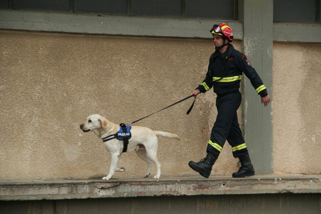 The 6 Incredible Powers of Dogs That Make Them Extraordinary