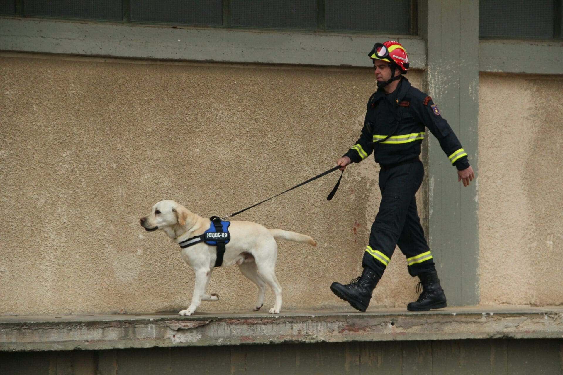 The 6 Incredible Powers of Dogs That Make Them Extraordinary