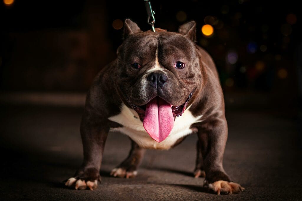 The 6 Incredible Powers of Dogs That Make Them Extraordinary