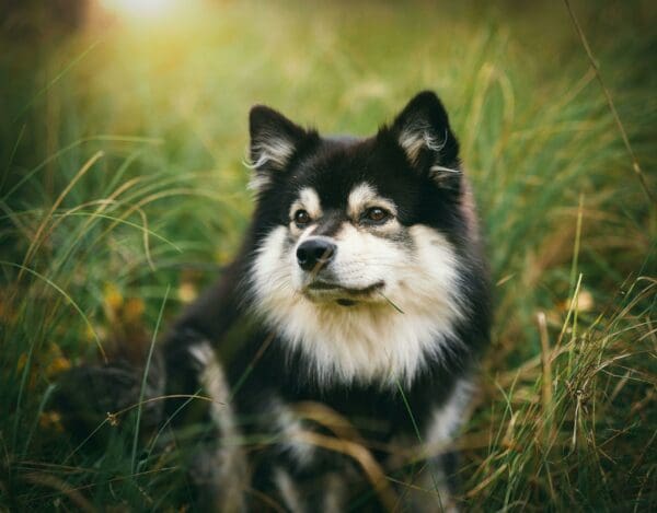 The 6 Incredible Powers of Dogs That Make Them Extraordinary
