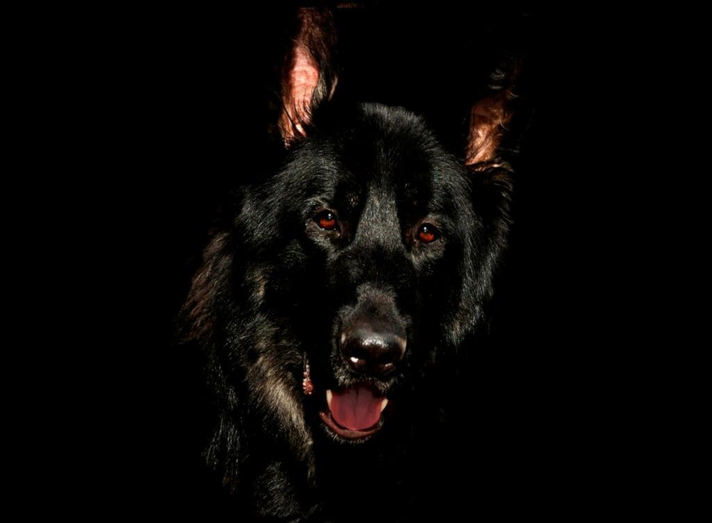 The 6 Incredible Powers of Dogs That Make Them Extraordinary